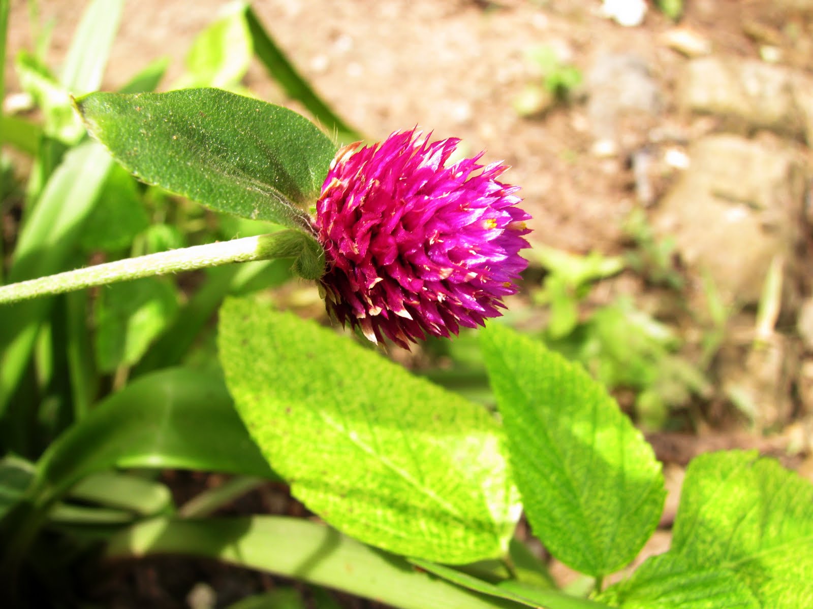 Dari Lensa Kelabu: BUNGA KANCING BAJU