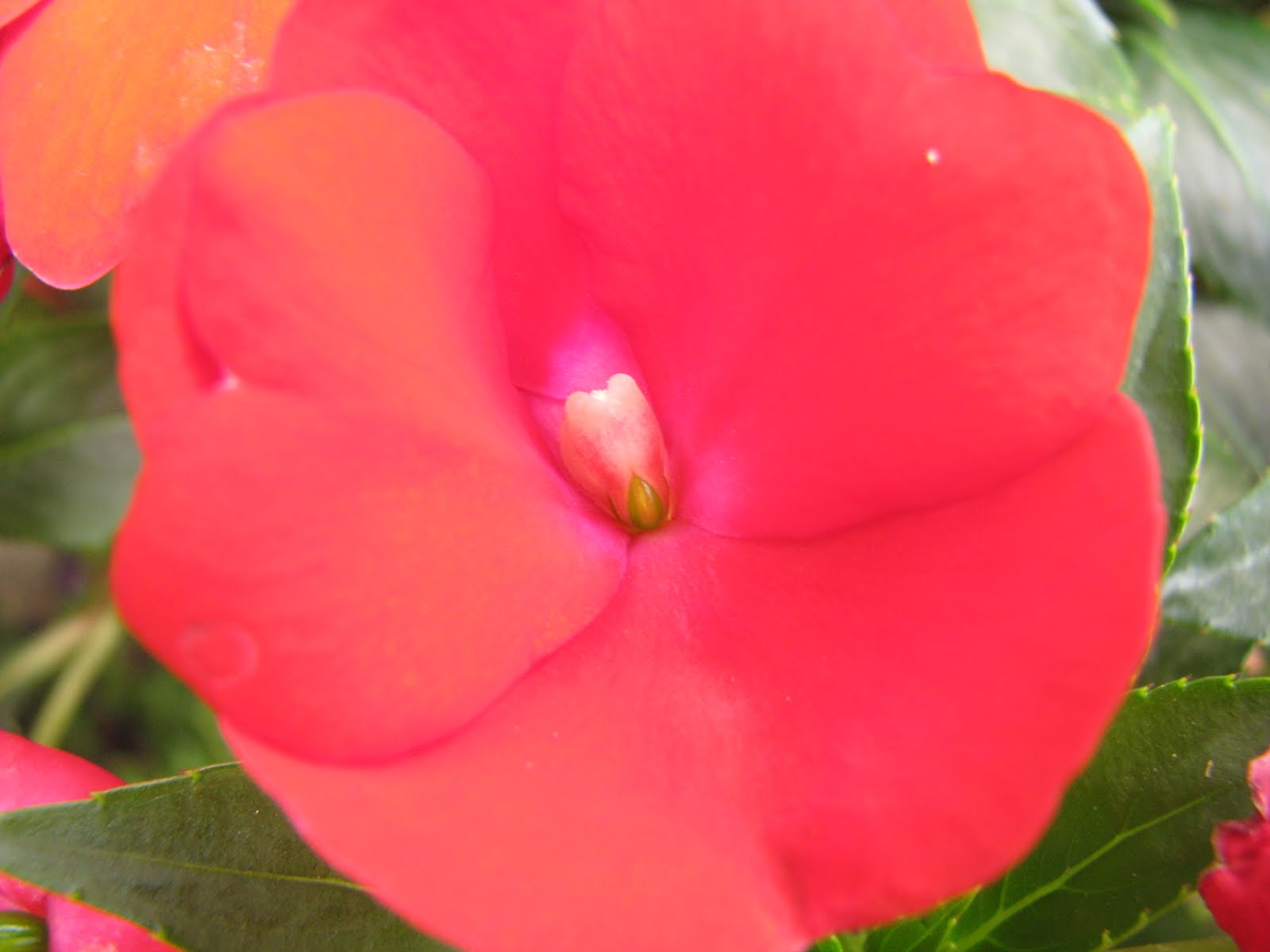 Dari Lensa Kelabu: BUNGA 'KALUMPANG'