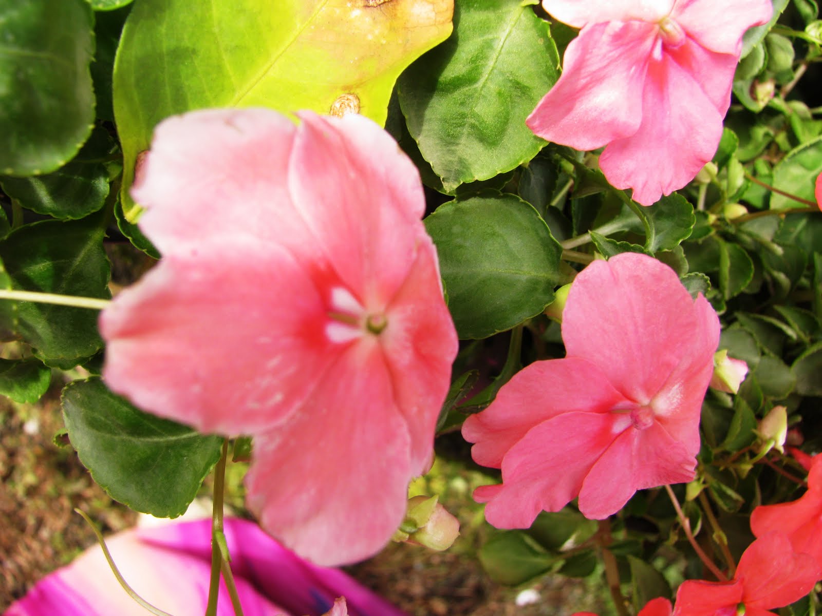 Dari Lensa Kelabu: BUNGA 'KALUMPANG'