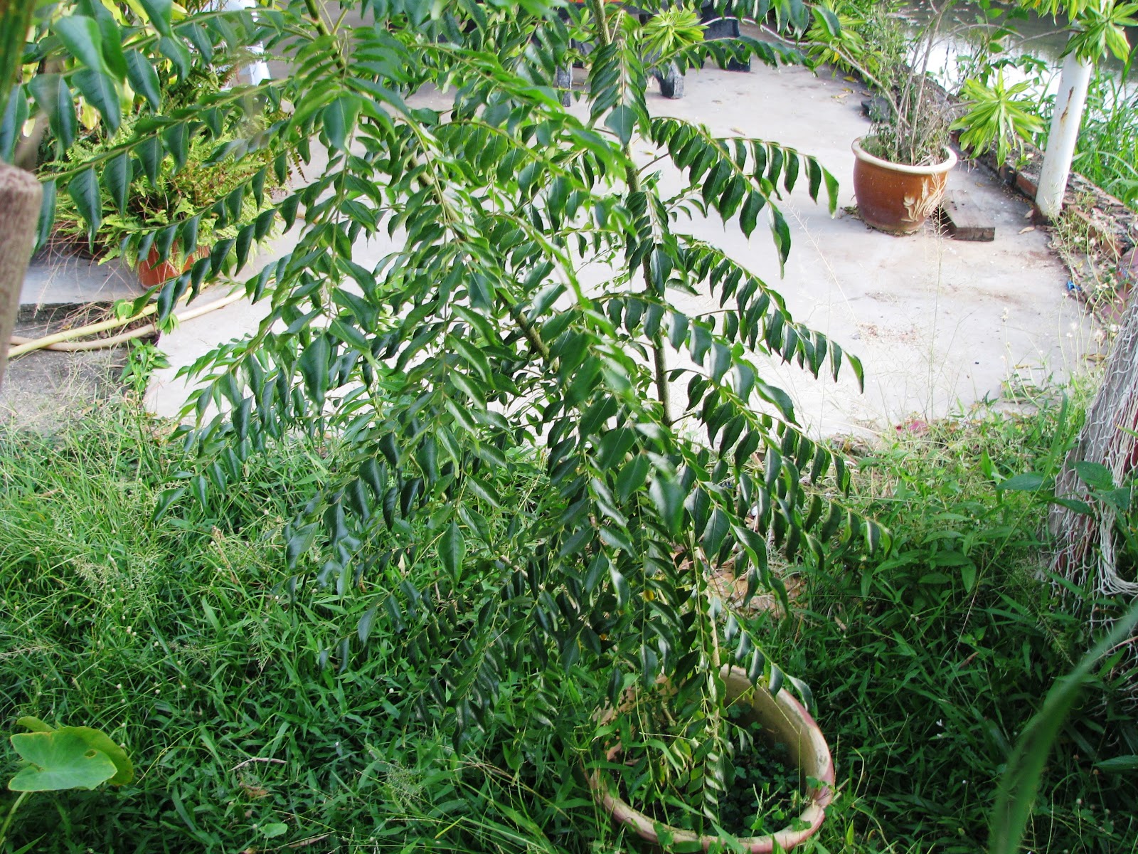 madisyak.blogspot: POKOK KARI