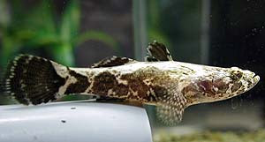marble goby / ketutu