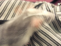 My New Pet Rats: Ghost Rat (Real Ghost Stories)