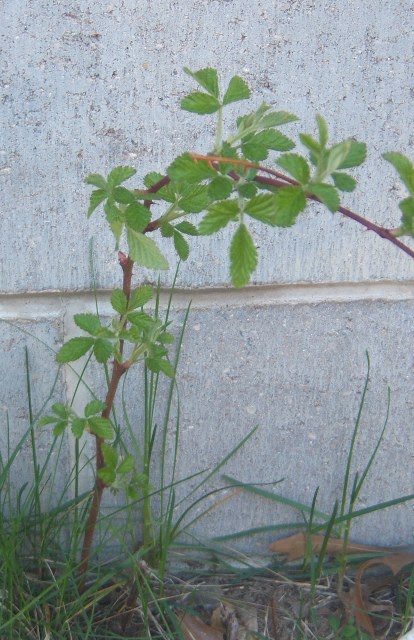 The Pipe Life: 04/01/2010 - 05/01/2010