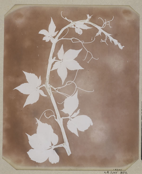 Lillie-Rose Thomsett: Henry Fox Talbot (Cyanotypes)