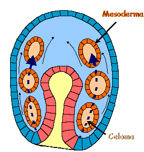 Tecido Muscular: Tecido muscular
