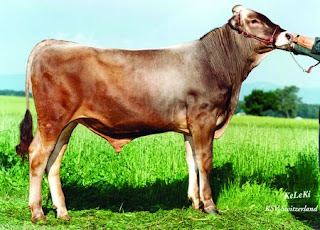 Genetics Bovine: CATALOGO TOROS PARDO SUIZO