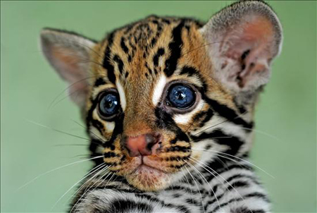 PrepaTec Bilingue: Ocelote