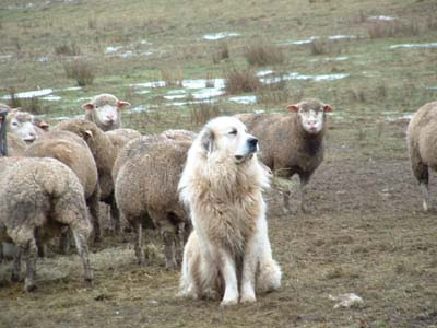 OTH 34: patou des pyrénées