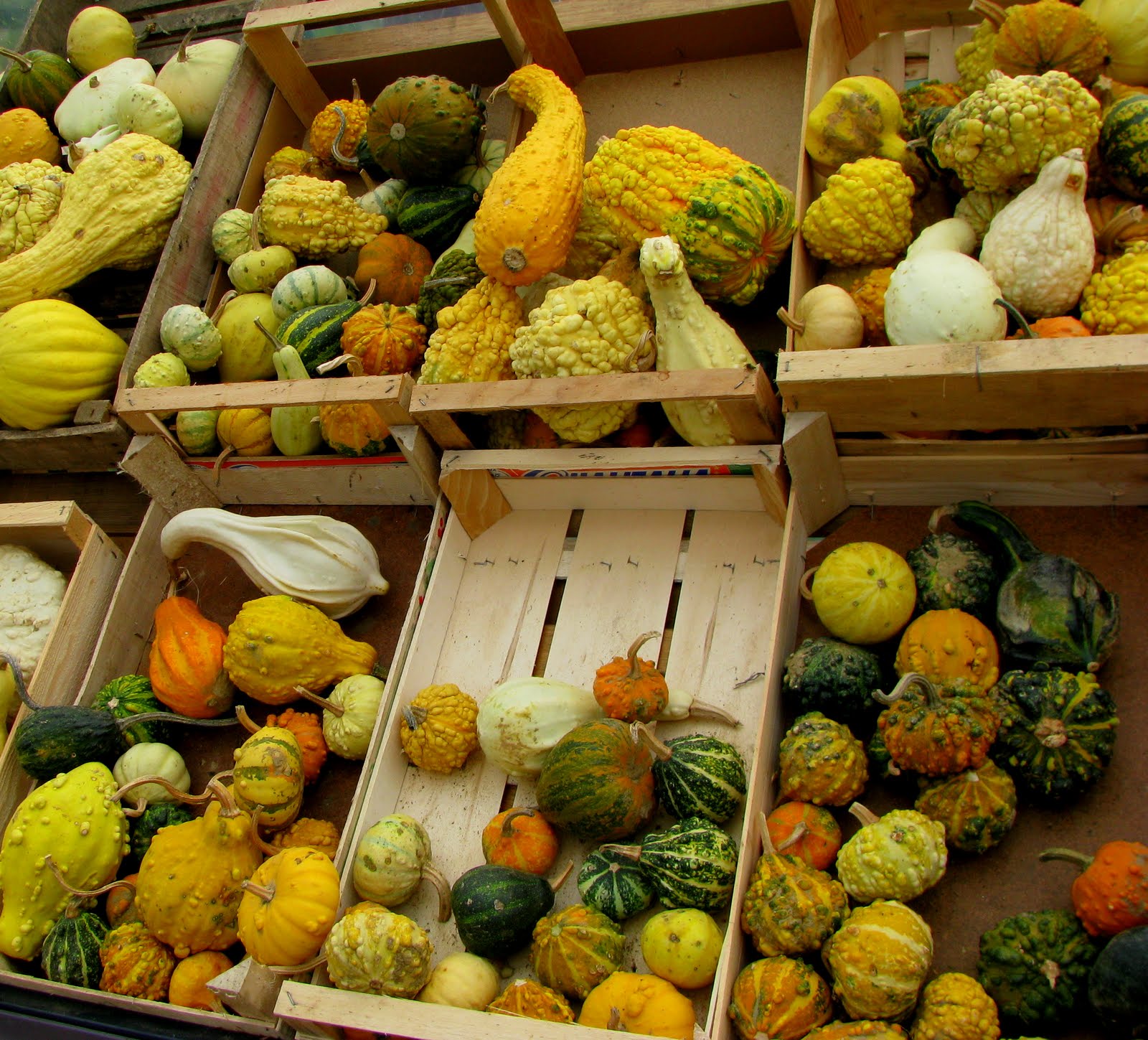 The Dirty Dance of The Bilot ... Partie II: Potiron, potimarron, courge ...