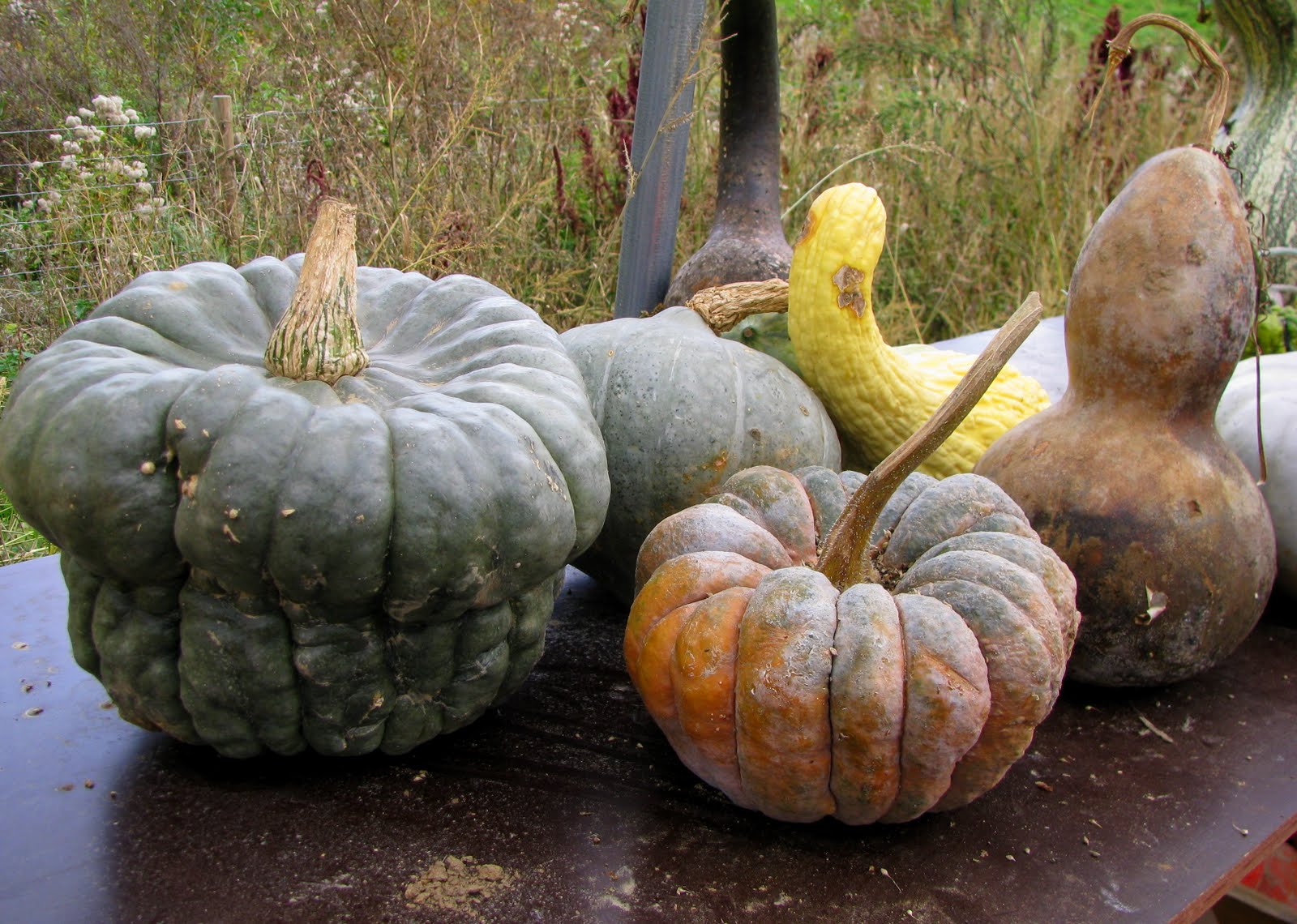 The Dirty Dance of The Bilot ... Partie II: Potiron, potimarron, courge ...