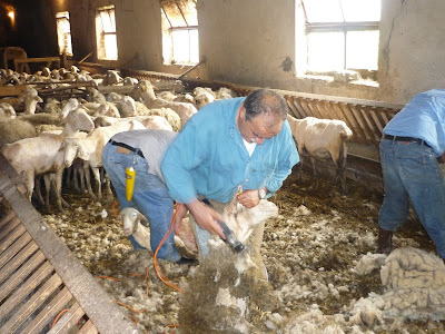 azienda agricola matteucci mauro