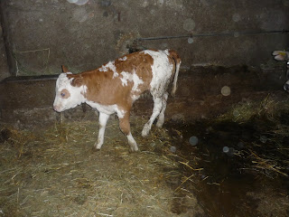 azienda agricola matteucci mauro