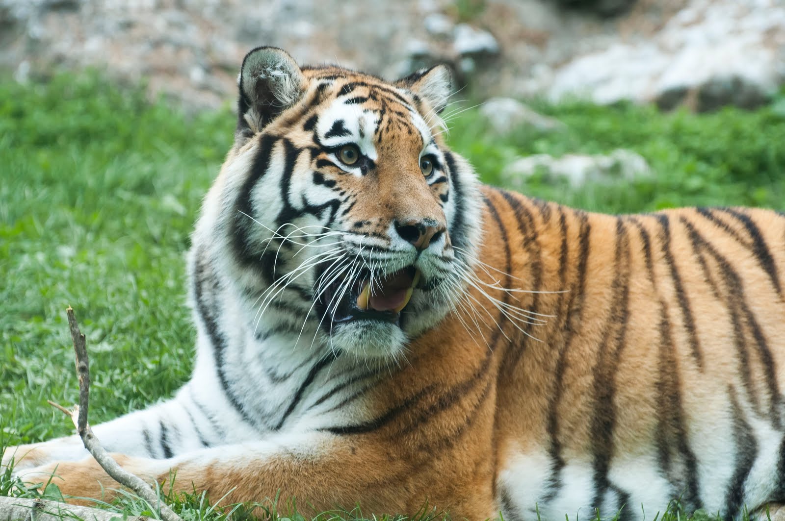 Au plus proche de la nature: Zoo de Servion