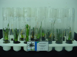 Biodivernet: BANCO DE GERMOPLASMA