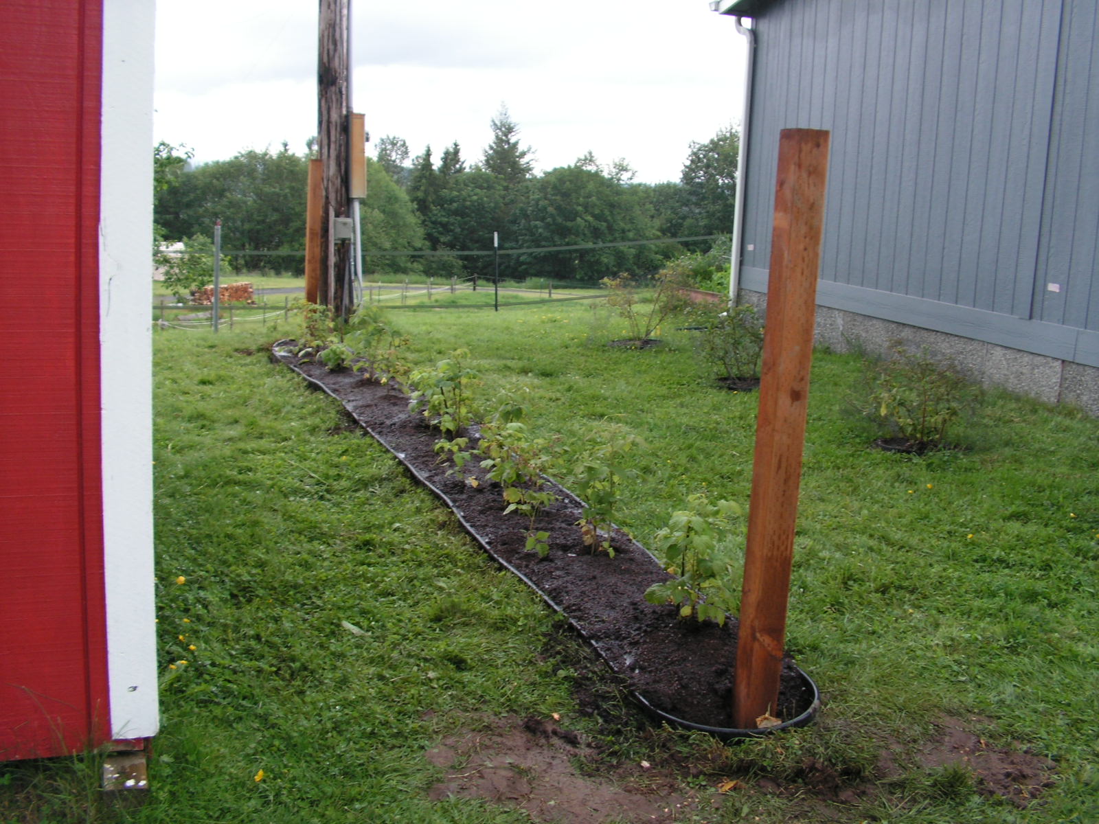 Red Pony Ranch: Taming the Raspberry Bed