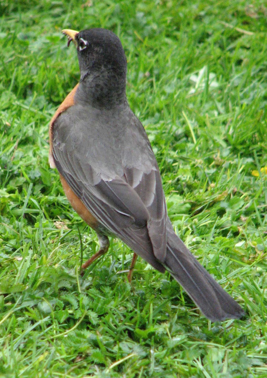 Carmen's Chronicles: Golden Gate Park Scenes - 5-15-10