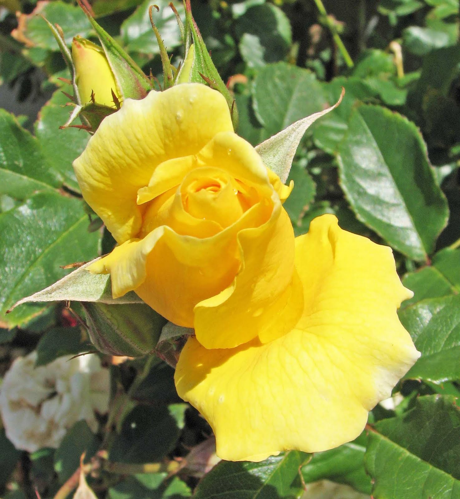 Carmen's Chronicles: Yellow Roses - Mellow Yellow Monday, 6-7-2010