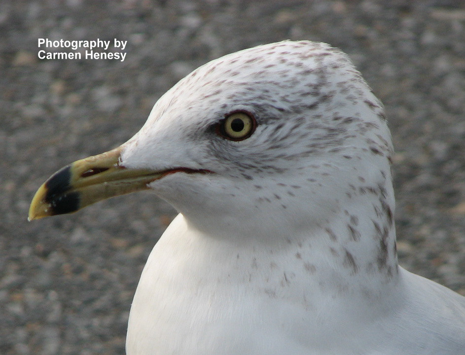 Carmen's Chronicles: Camera Critters - Young Seagull - December 11, 2010