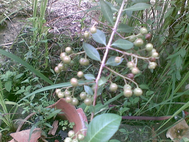 flora&fauna: bunga, buah dan pohon inai - the henna plant