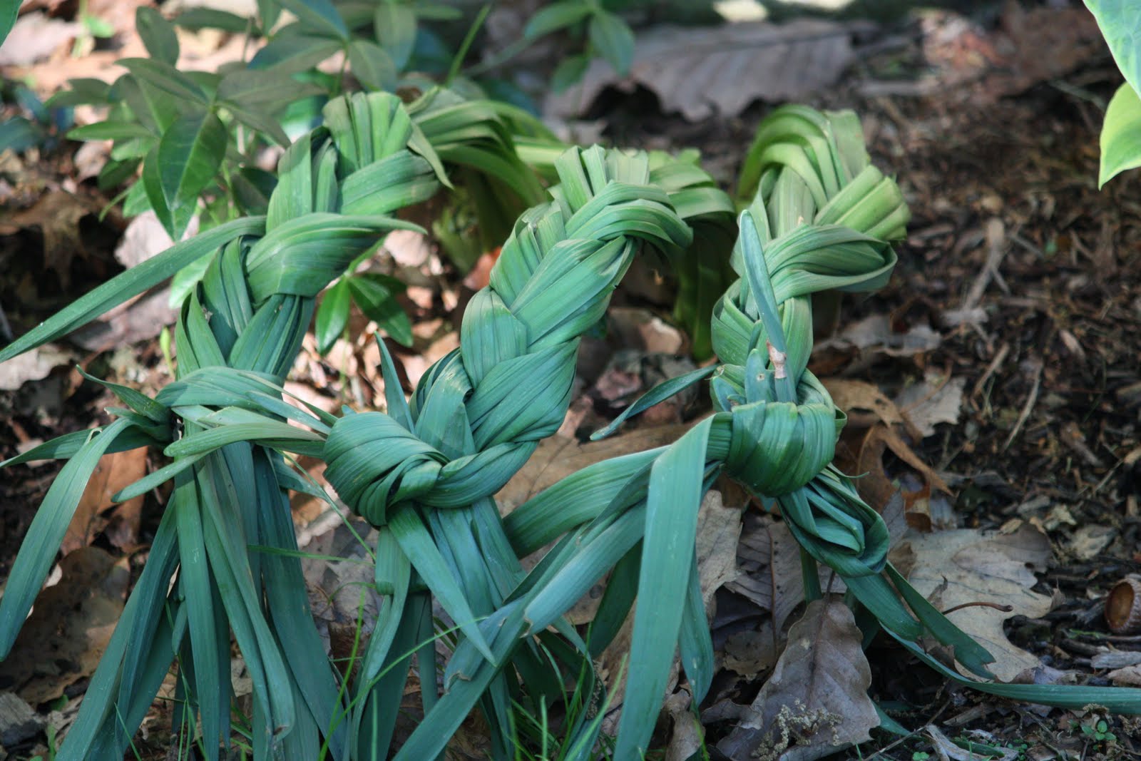 murmuring trees: Daffodil Braids