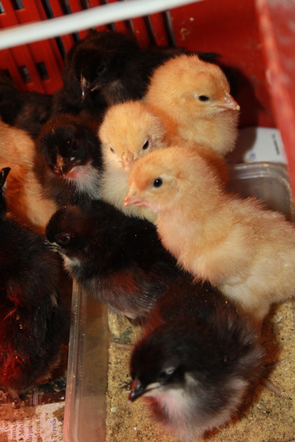 Aves Kiriki: Pollos Varios