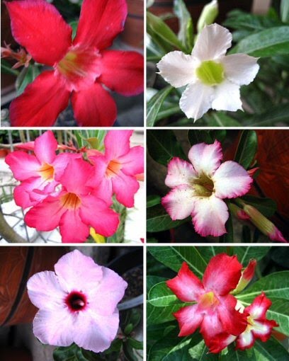 26+ Gambar Flora Dan Fauna Negara Jepang, Istimewa!