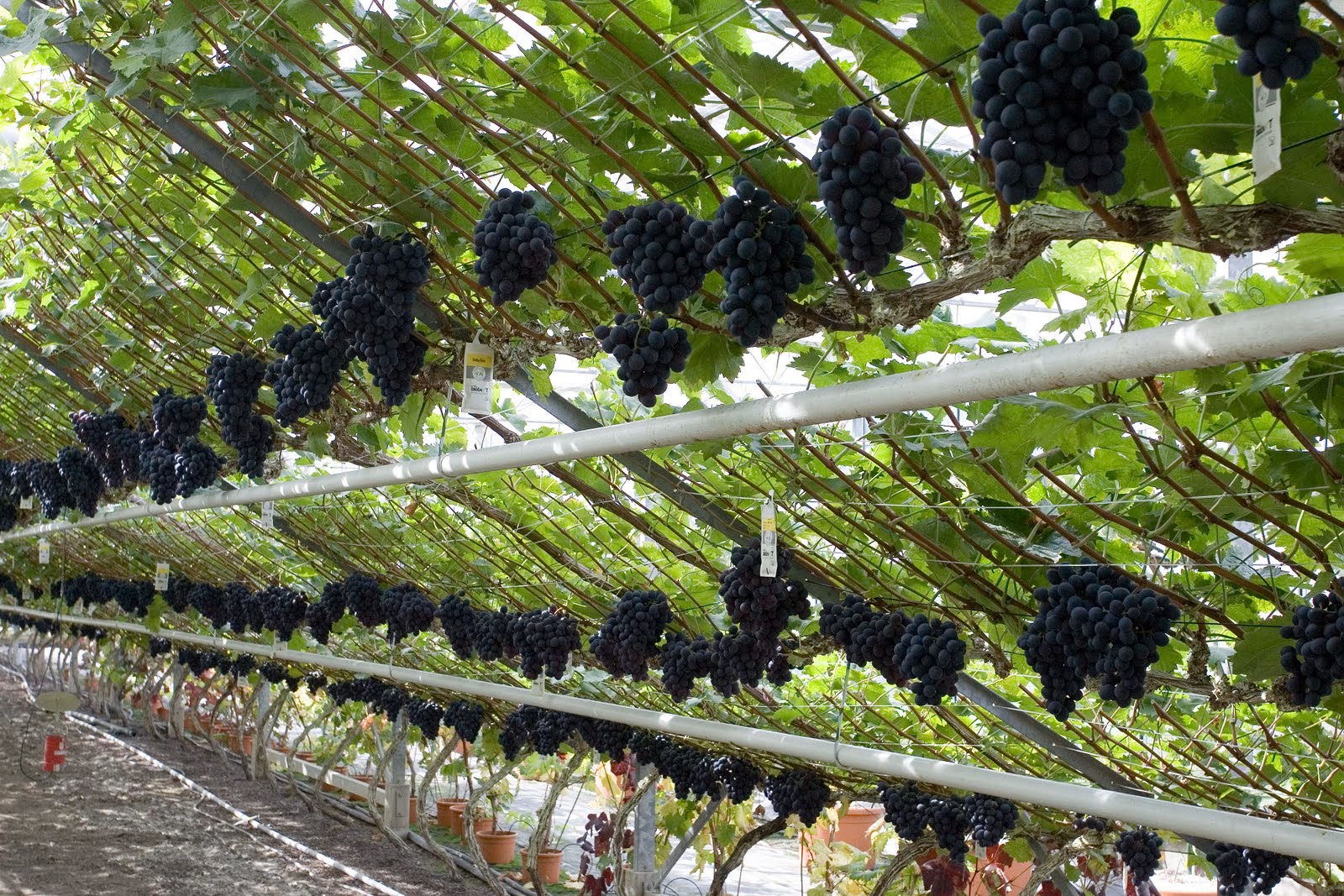 Krabbels Tekst & Beeld: Druiven