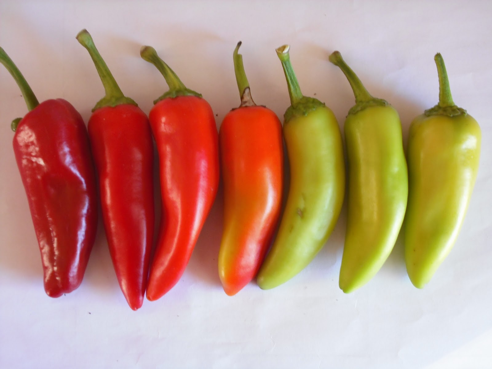 xile vs xili, xilena, xilè, xilenol, xilidina, enxilada, xilener,-a ...