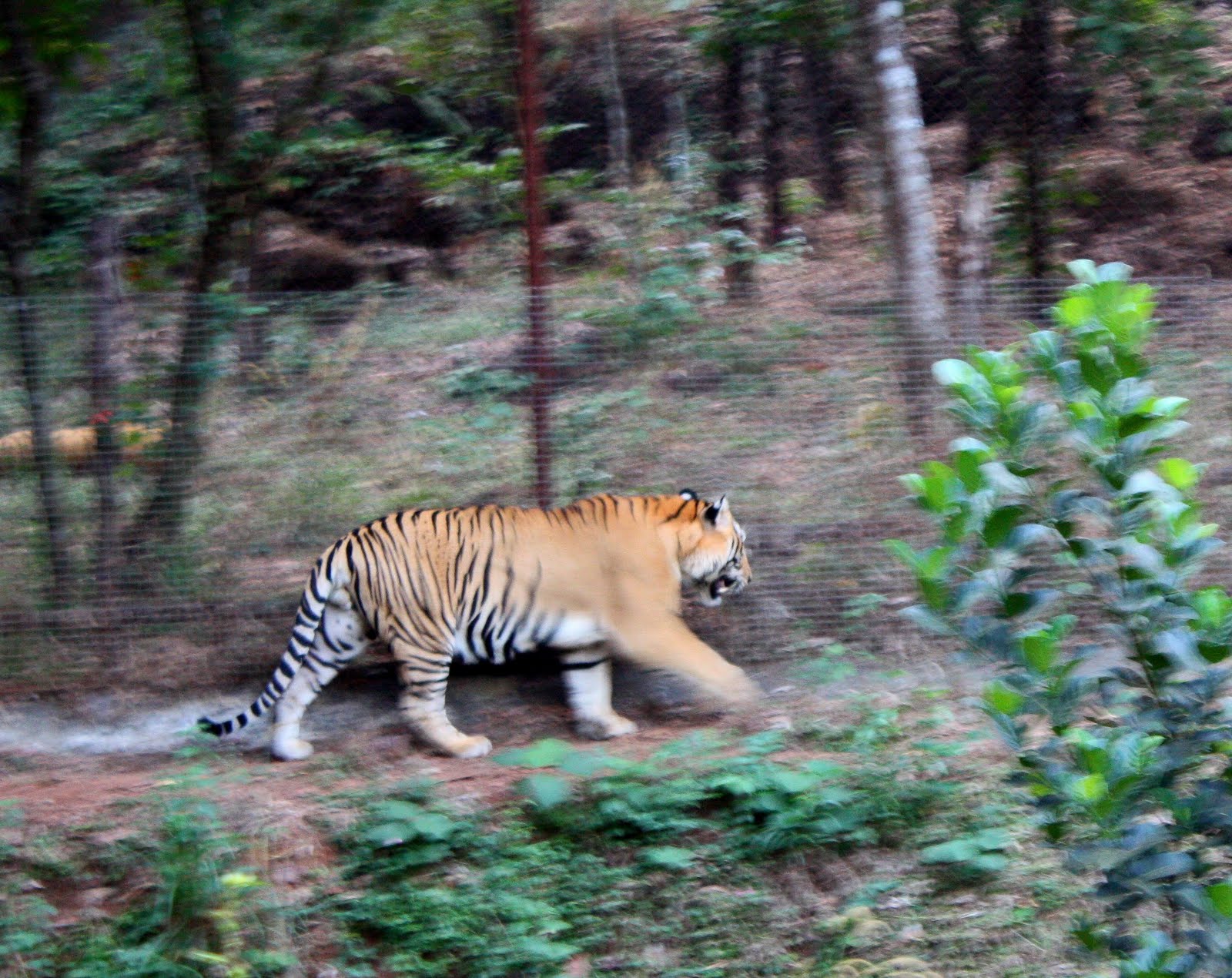 Gautam's eye: Pilikula Nisargadhama