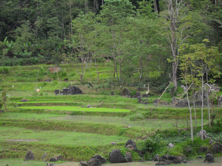 SILLANAN - MENGKENDEK: Adat Toraja