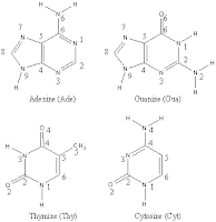 ALL ABOUT GENETICS-DNA-RNA-RESEARCH: Nucleic Acid