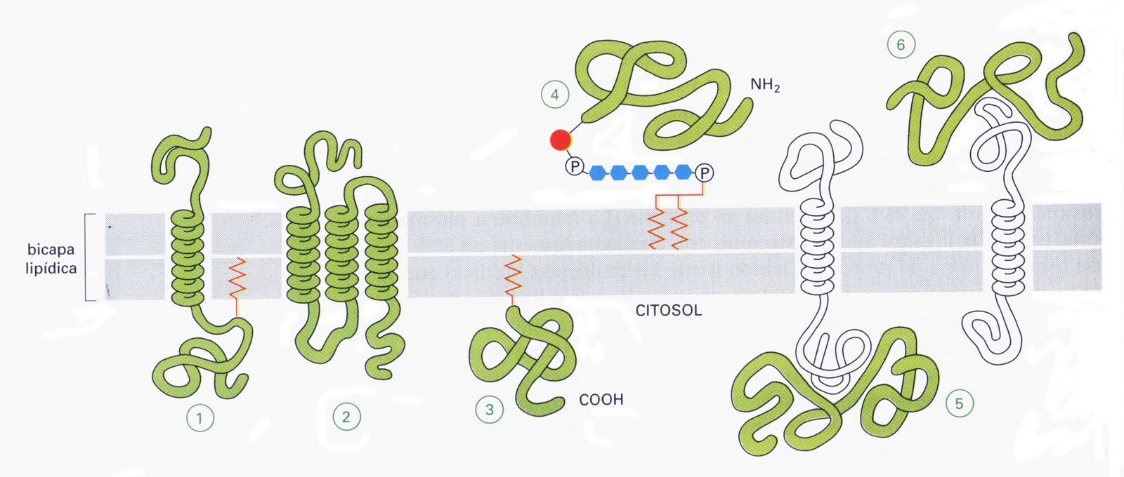 BIOL.CELULAR.JGG: Proteínas de membrana