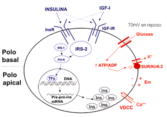 BIOL.CELULAR.JGG: Componentes de la célula beta pancreática