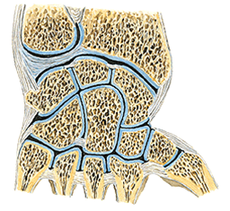 Anatomía Humana: Articulaciones.