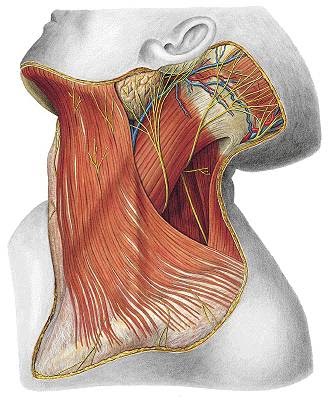 ANATOMÍA HUMANA : MUSCULOS DEL CUELLO