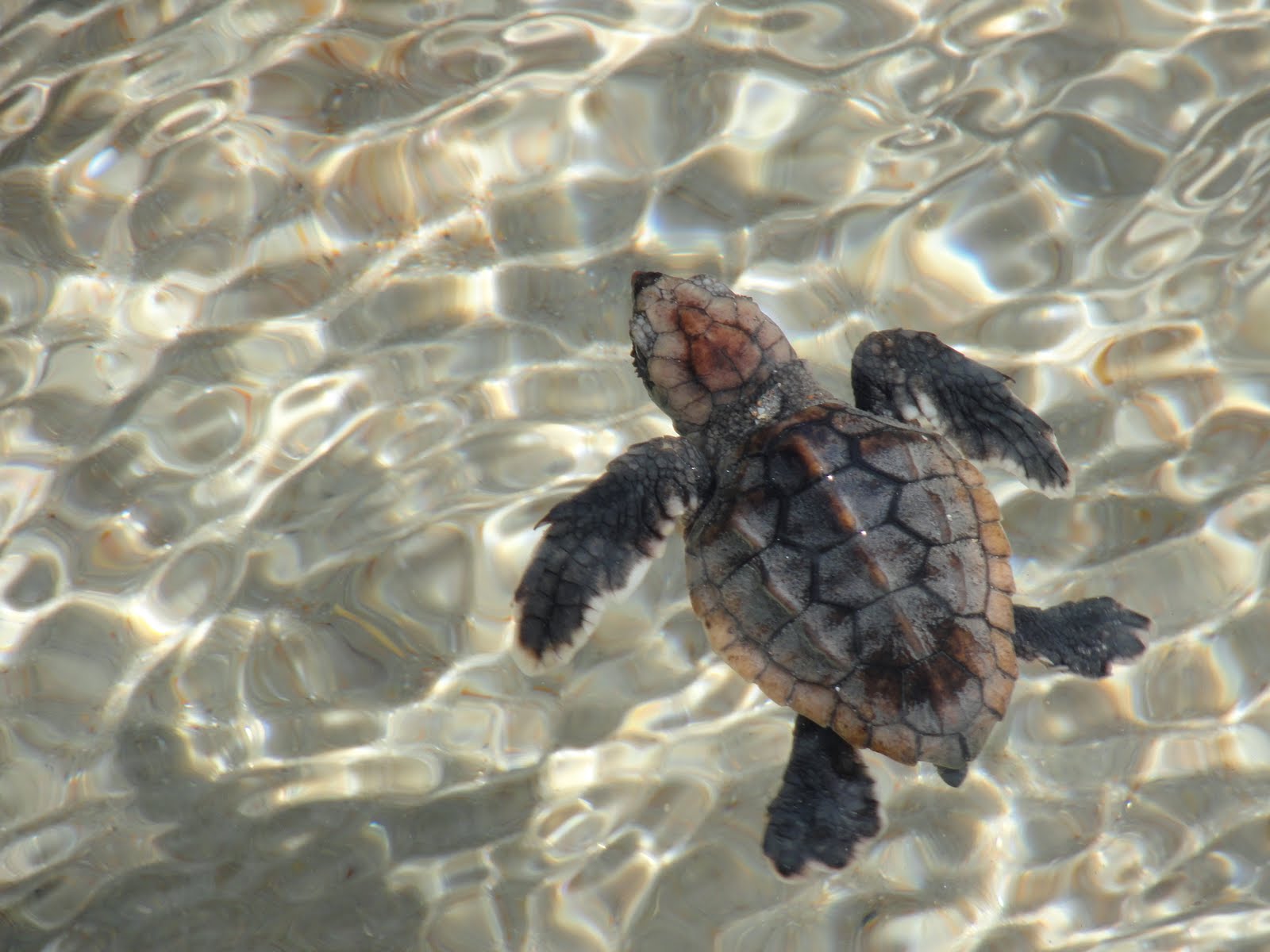 Flagler Beach Fishing Report: My WunderPhotos : Weather Underground