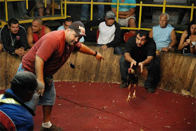 Rinhas de galo na Costa Rica (imagens e informação) - Amanhã é outro dia