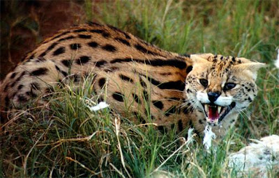 zoologia: SERVAL-CERVAL