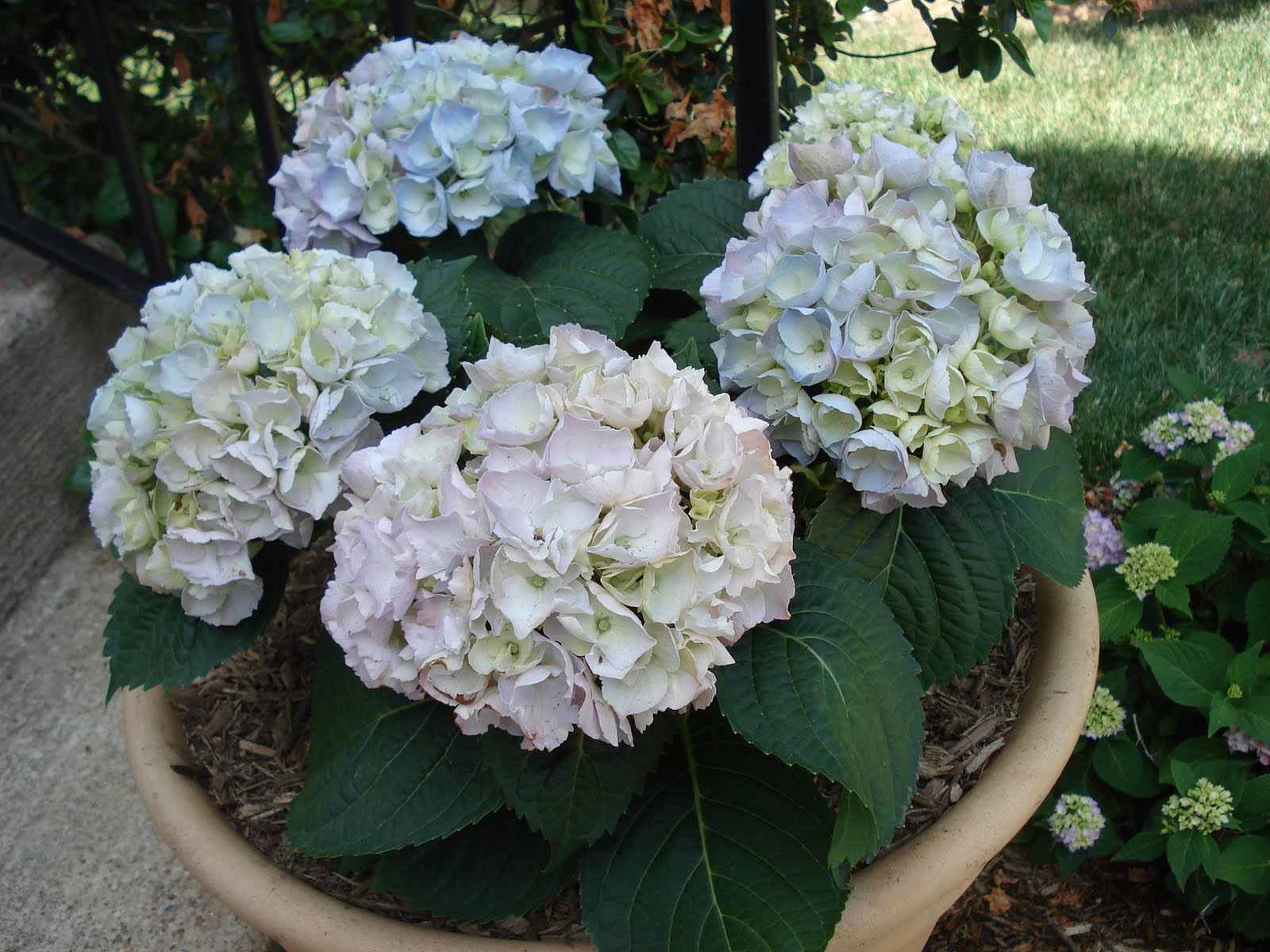 Bumble Lush Garden: Hydrangeas in Bloom (endless summer and brestenburg)