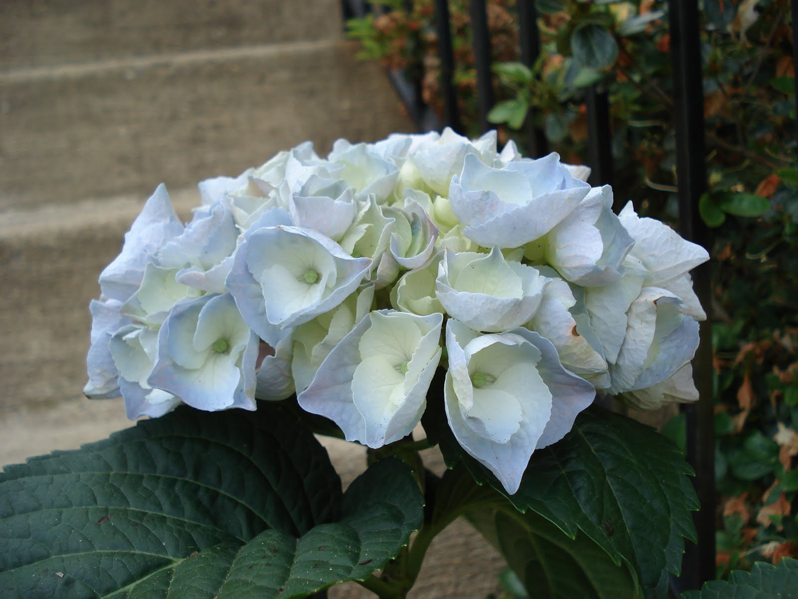 Bumble Lush Garden: Hydrangeas in Bloom (endless summer and brestenburg)
