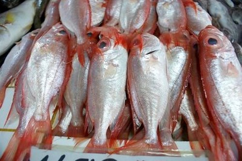 FairytaleCargo.Blogspot: Ikan punya badan, Uji Rashid dapat nama