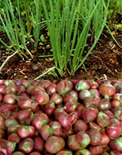 FairytaleCargo.Blogspot: Ikan punya badan, Uji Rashid dapat nama