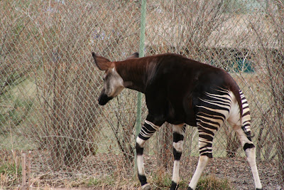 But not the armadillo: Denver Zoo!