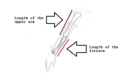 Do you think the length of your upper arm and fore arm is the same ...