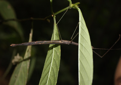 Photography & Me: A Brown Stick Insect