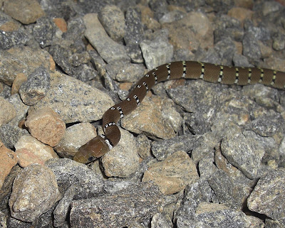 Photography & Me: A Juvenile Banded Racer