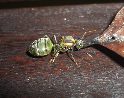 Photography & Me: A Big, Shiny, Green Ant