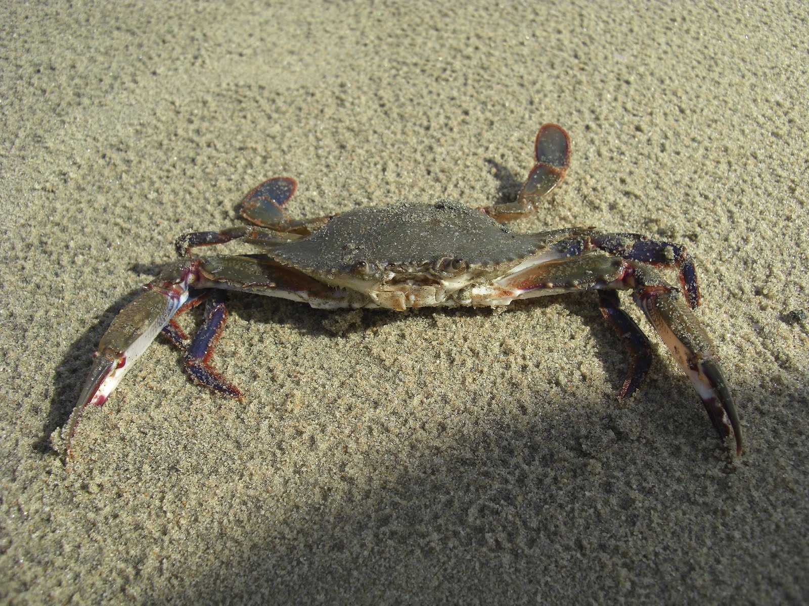 Photography & Me: Crabs from the Seashore