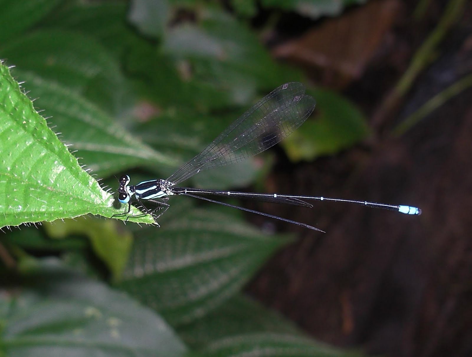 Photography & Me: A Blue Sprite
