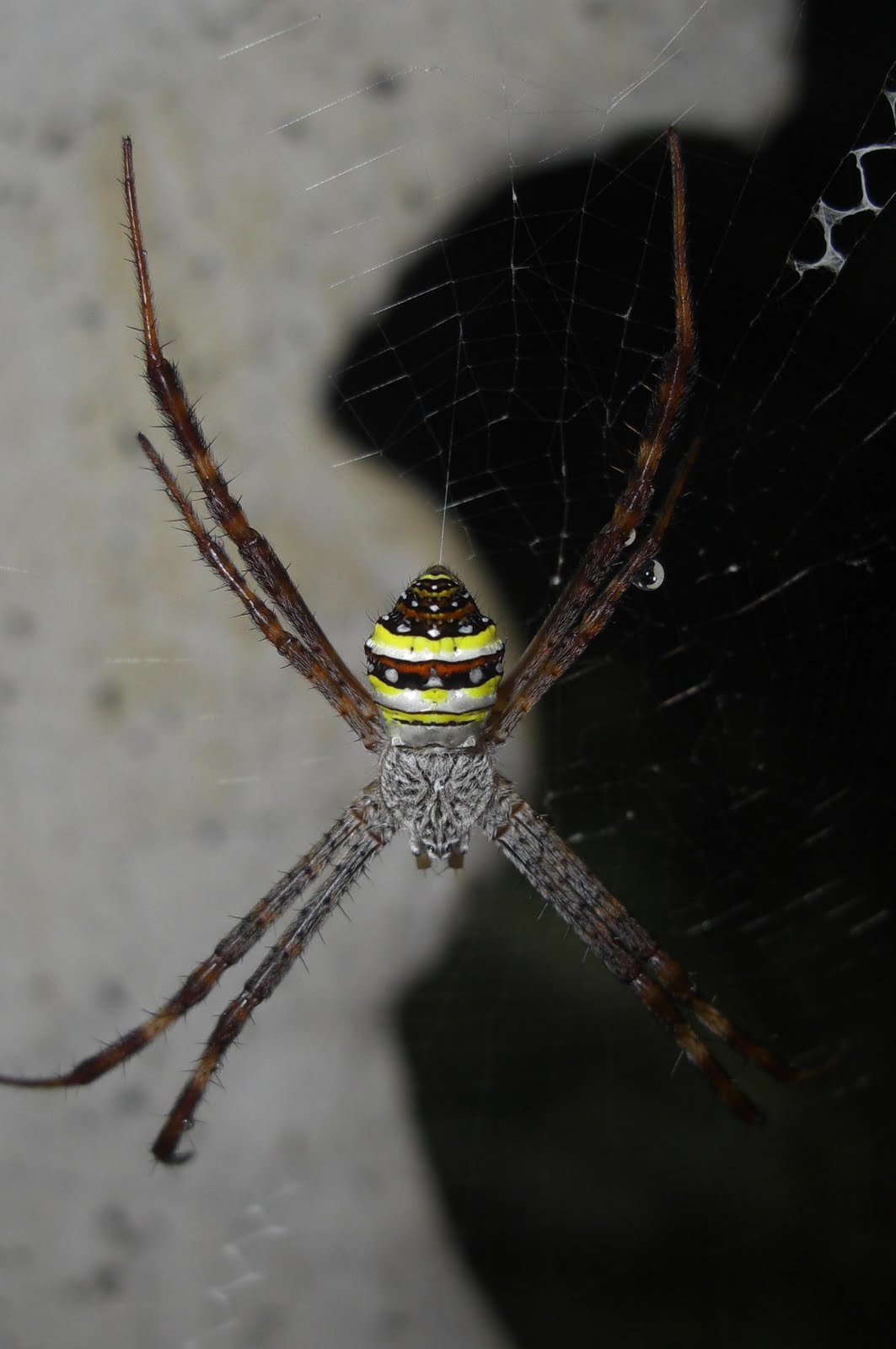 Photography & Me: St. Andrew's Cross Spiders